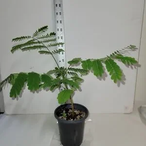 Emeritus Gardens LLC | Other | A Royal Poinciana Tree Seedling In A ...